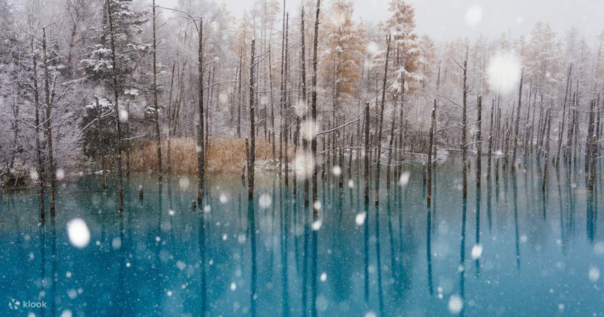 [Lawatan Sehari Hokkaido] Ladang Bunga Furano・Kolam Biru Biei・Bukit ...